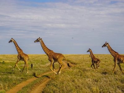 Animals in Tanzania | Spot them on a safari!
